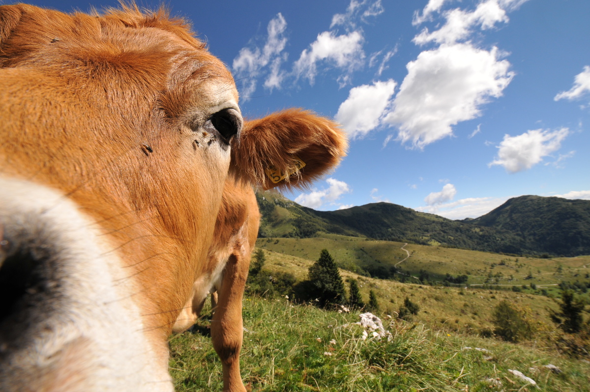 courses | EAGLE MSc program