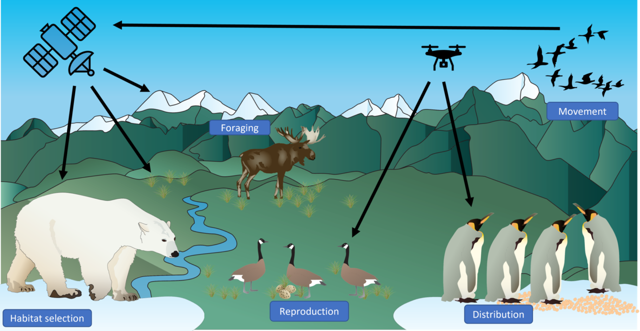 Master Thesis Presentation: Earth Observation for Wildlife Monitoring in cold and polar Regions ...